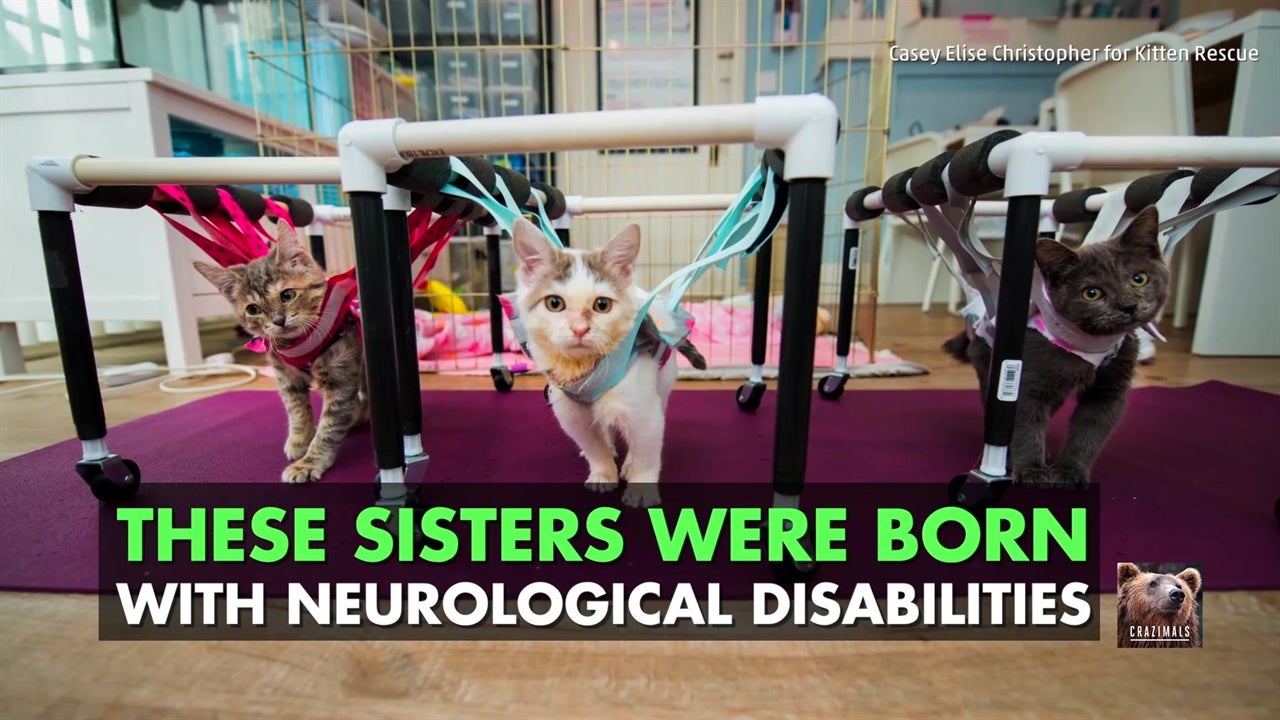 Disabled Kittens Get a Paw Up - Videos from The Weather Channel