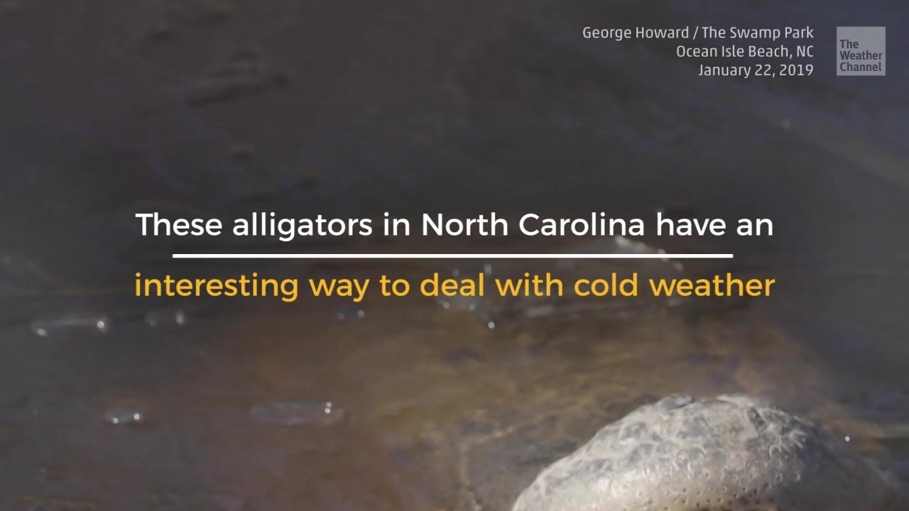 ‘Frozen’ Alligators Breathing Through Ice - Videos from The Weather Channel