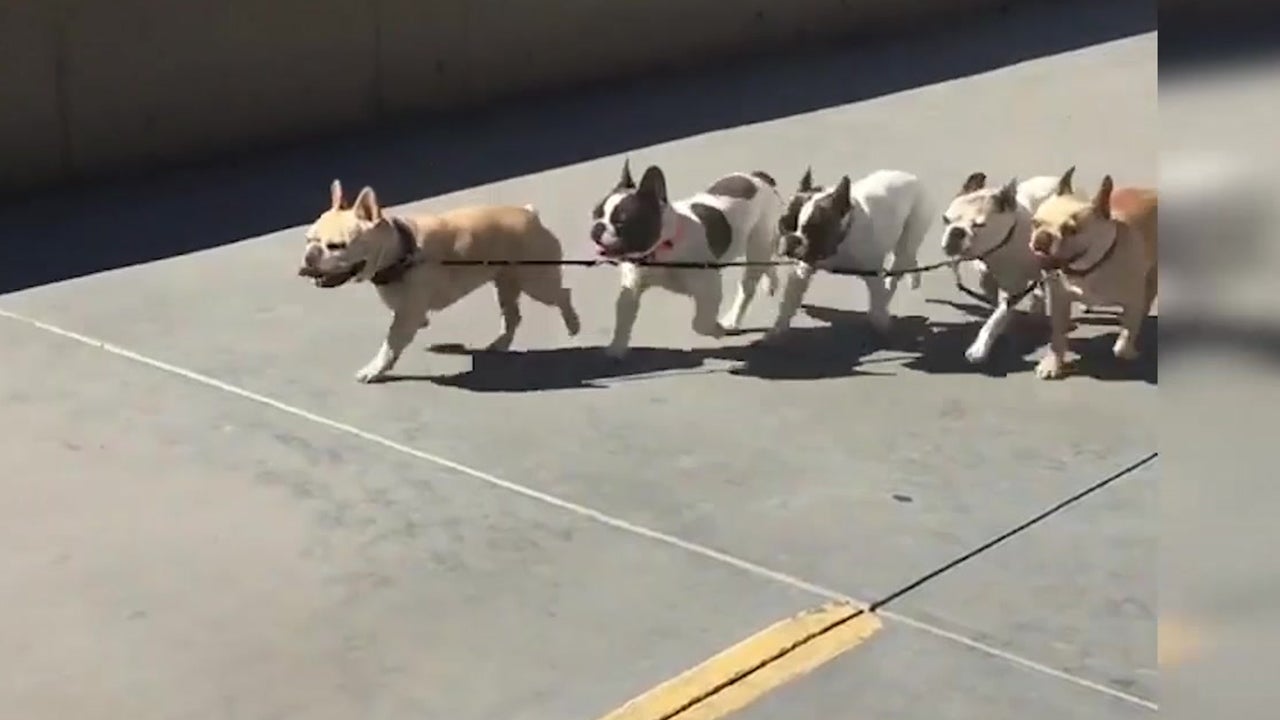 Frenchies on Parade - Videos from The Weather Channel