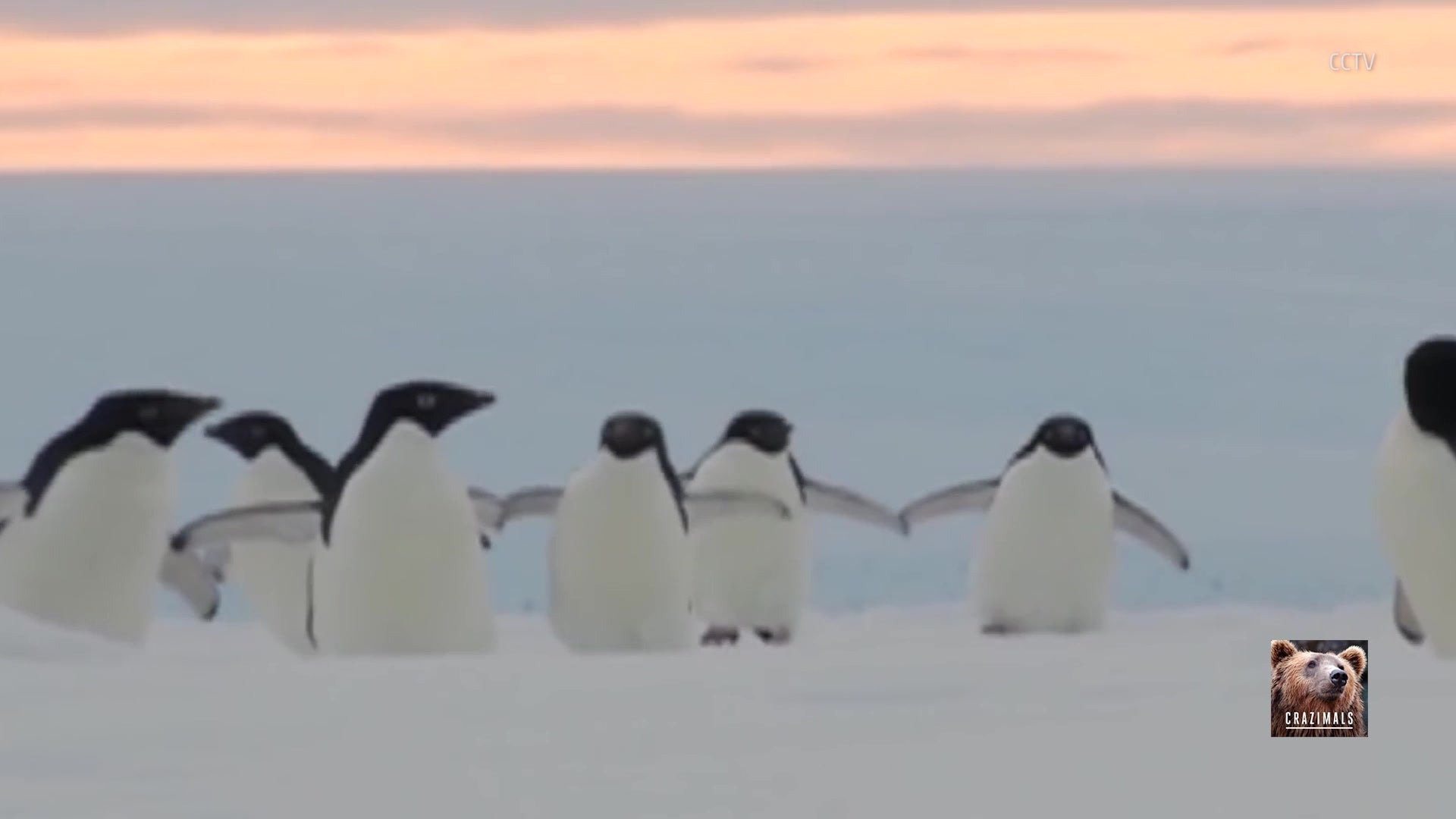 Dancing Penguins Gif