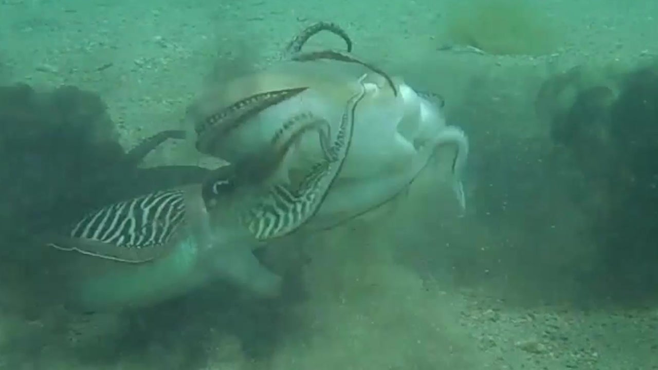 Cuttlefish Caught in Dramatic Fight - Videos from The Weather Channel