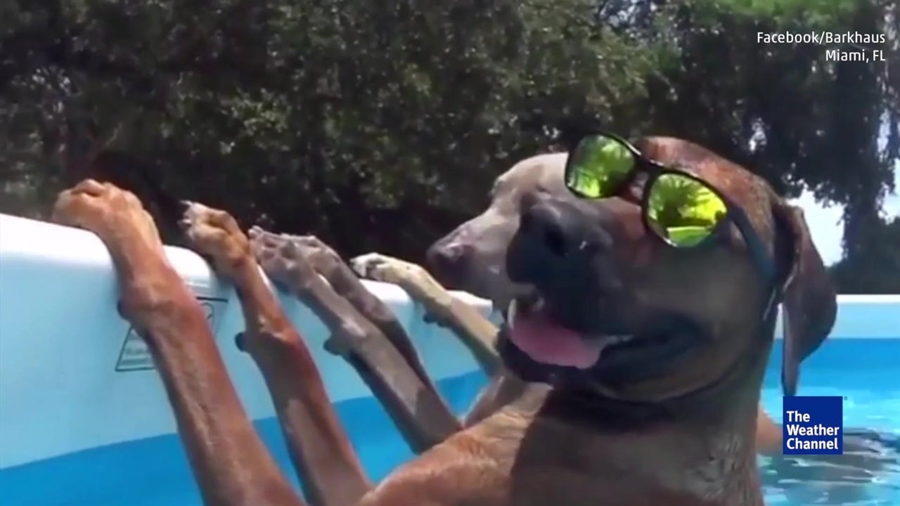Lounging Is The Life At Pooch Pool Party - Videos from The Weather Channel