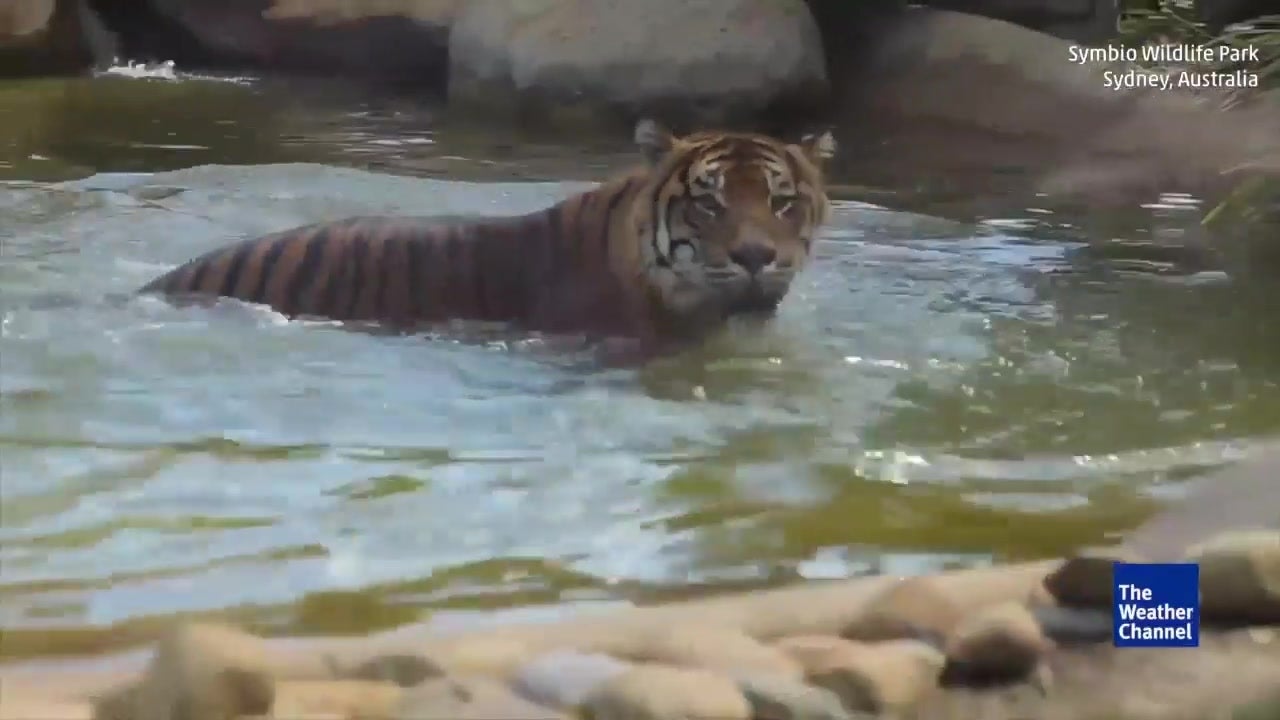 Tiger and Duck Are Best Playmates - Videos from The Weather Channel