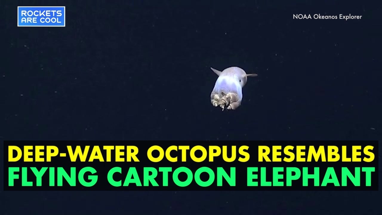 Octopus Looks Like Dumbo, Flaps “Ears” to Move - Videos from The ...
