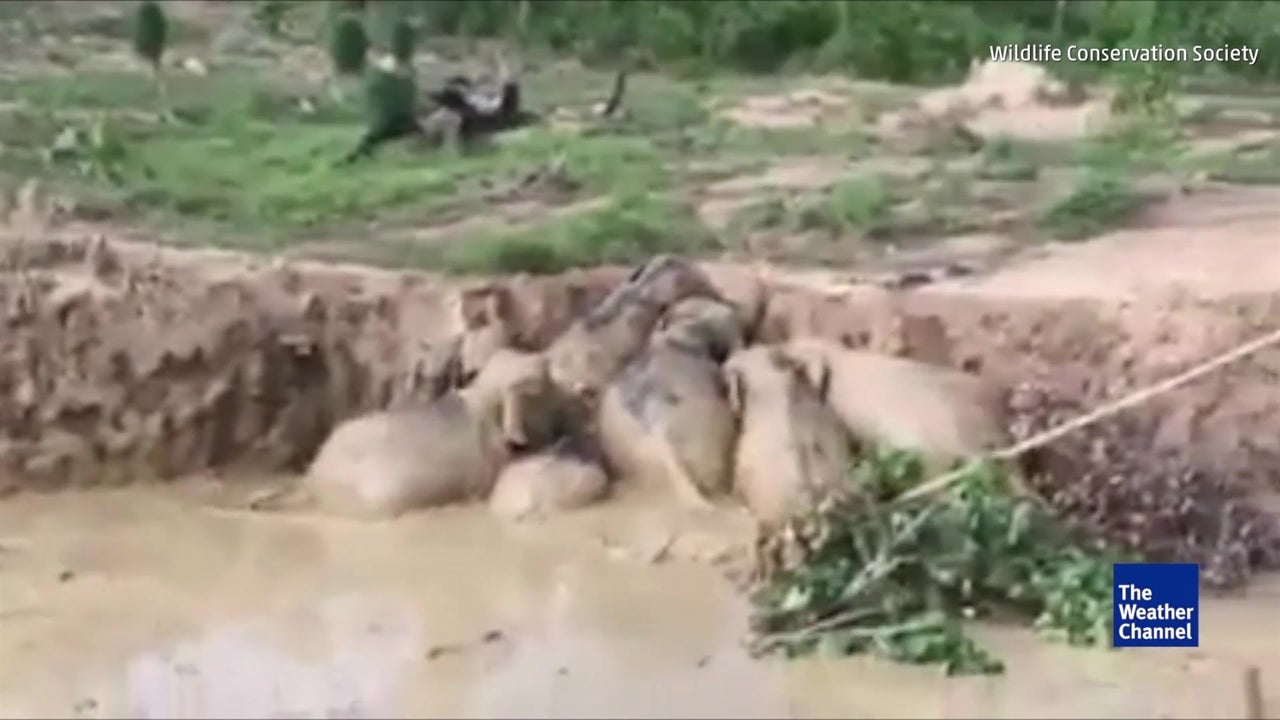Elephants Rescued from Bomb Crater - Videos from The Weather Channel