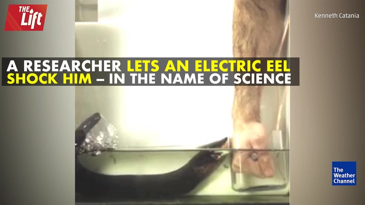 Electric Eel attack for science - Videos from The Weather Channel