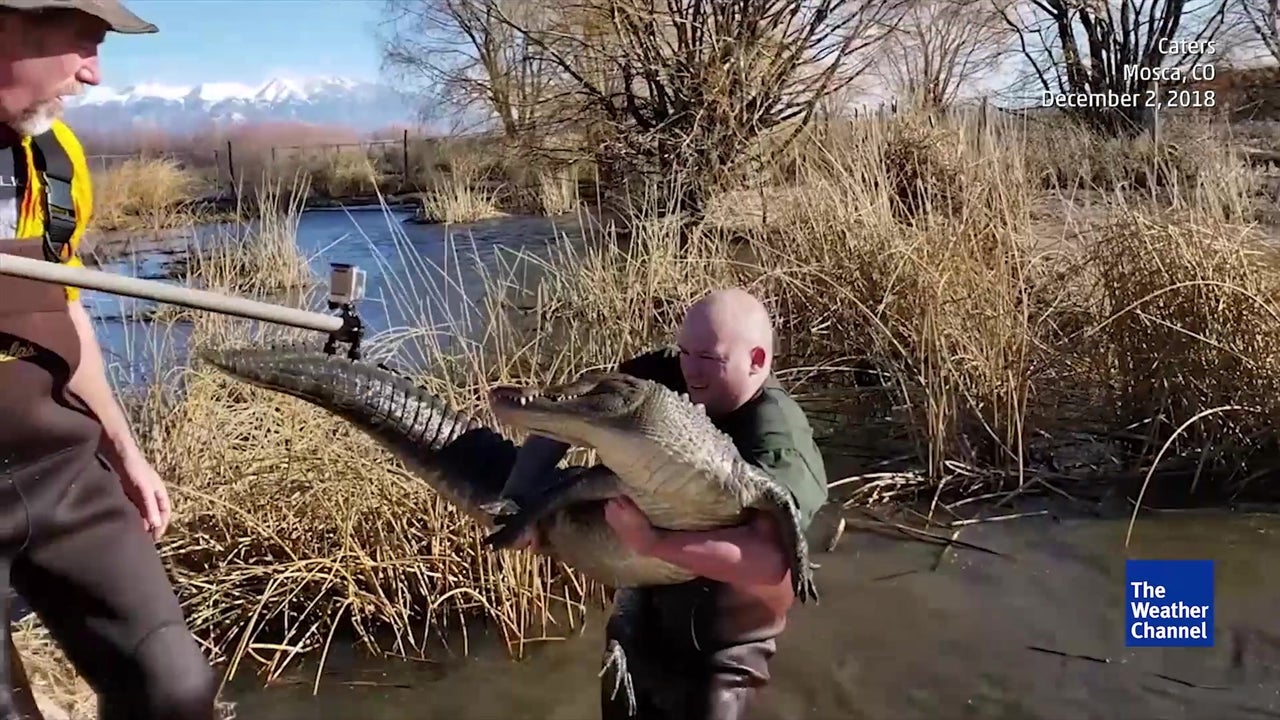 Gator Gets Relief From Colorado Cold - Videos from The Weather Channel
