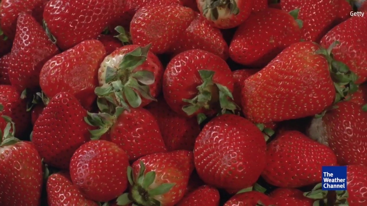 Morangos e espinafres são alimentos mais contaminados - Videos from The ...