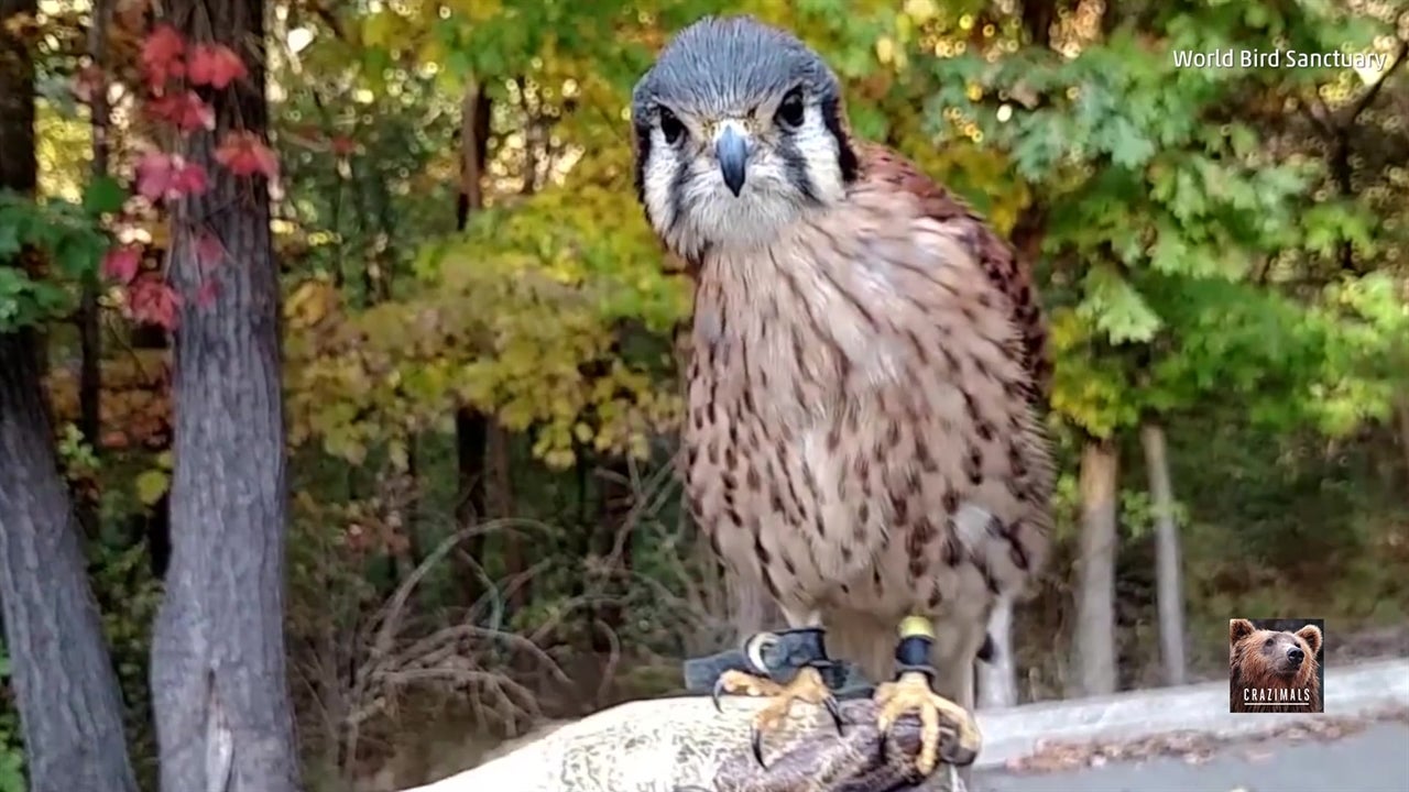 This Falcon Sure Knows How to Belly Dance - Videos from The Weather Channel