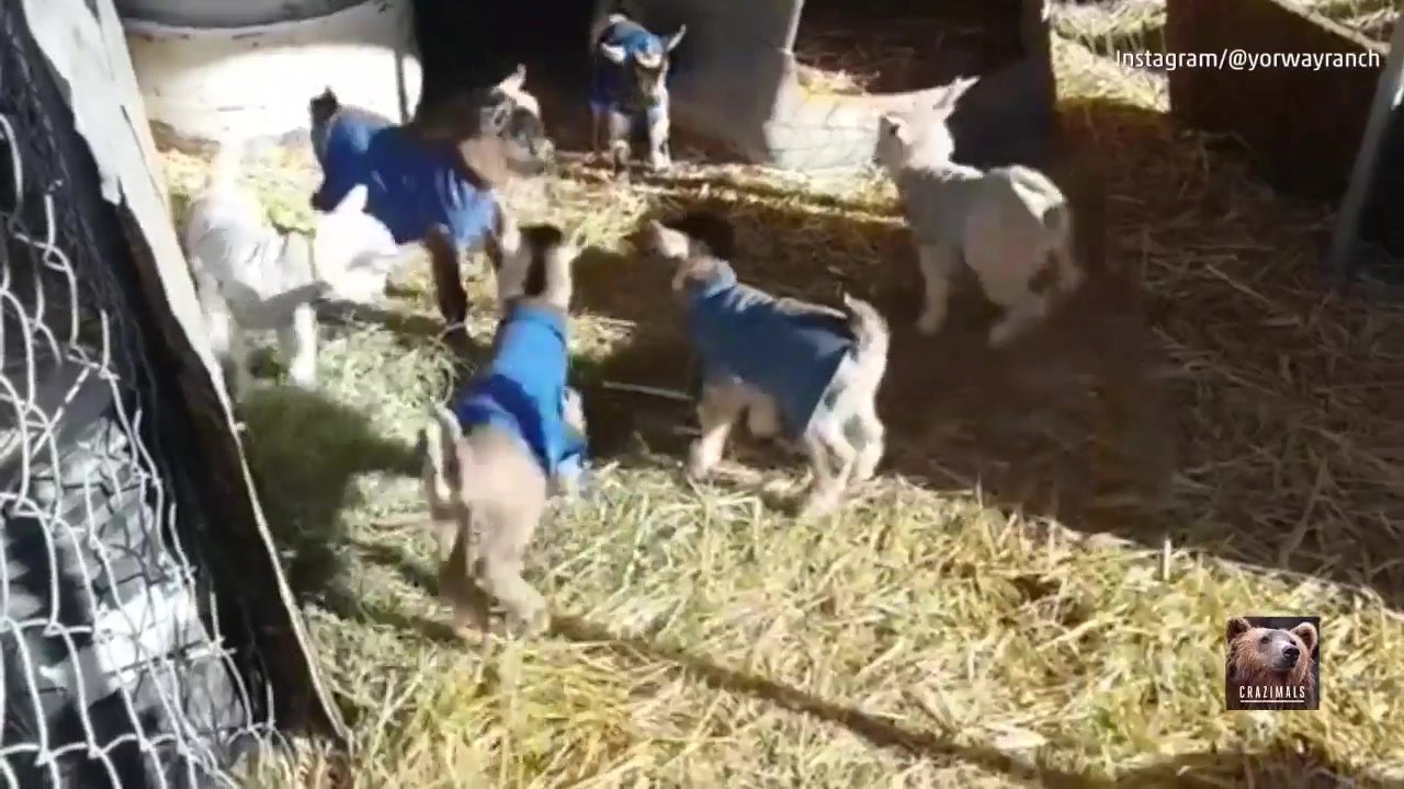 Adorable Baby Goats Wear Coats - Videos from The Weather Channel
