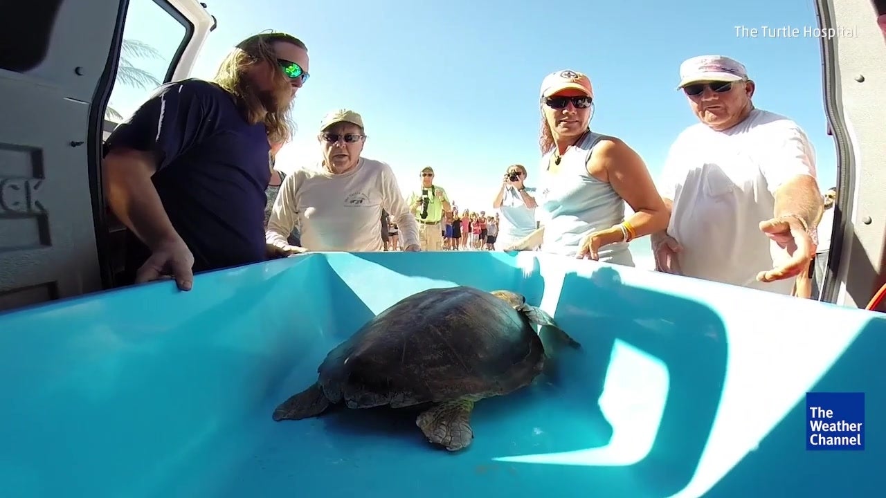 Sea Turtle Released Into the Waves - Videos from The Weather Channel