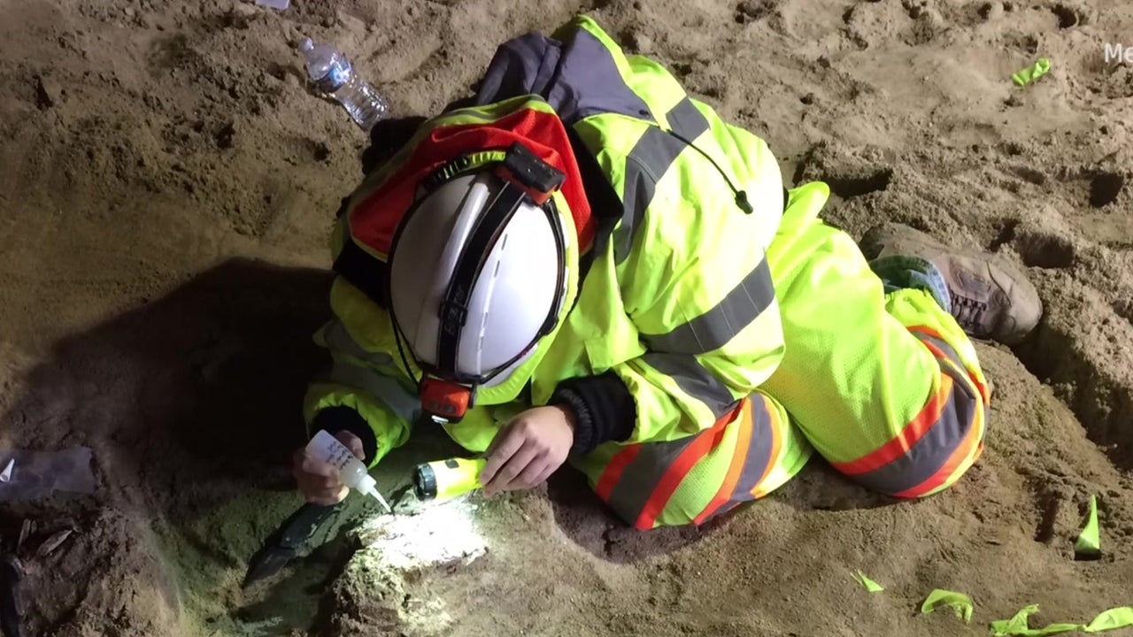 Ice Age Fossils Emerge During Los Angeles Subway Dig