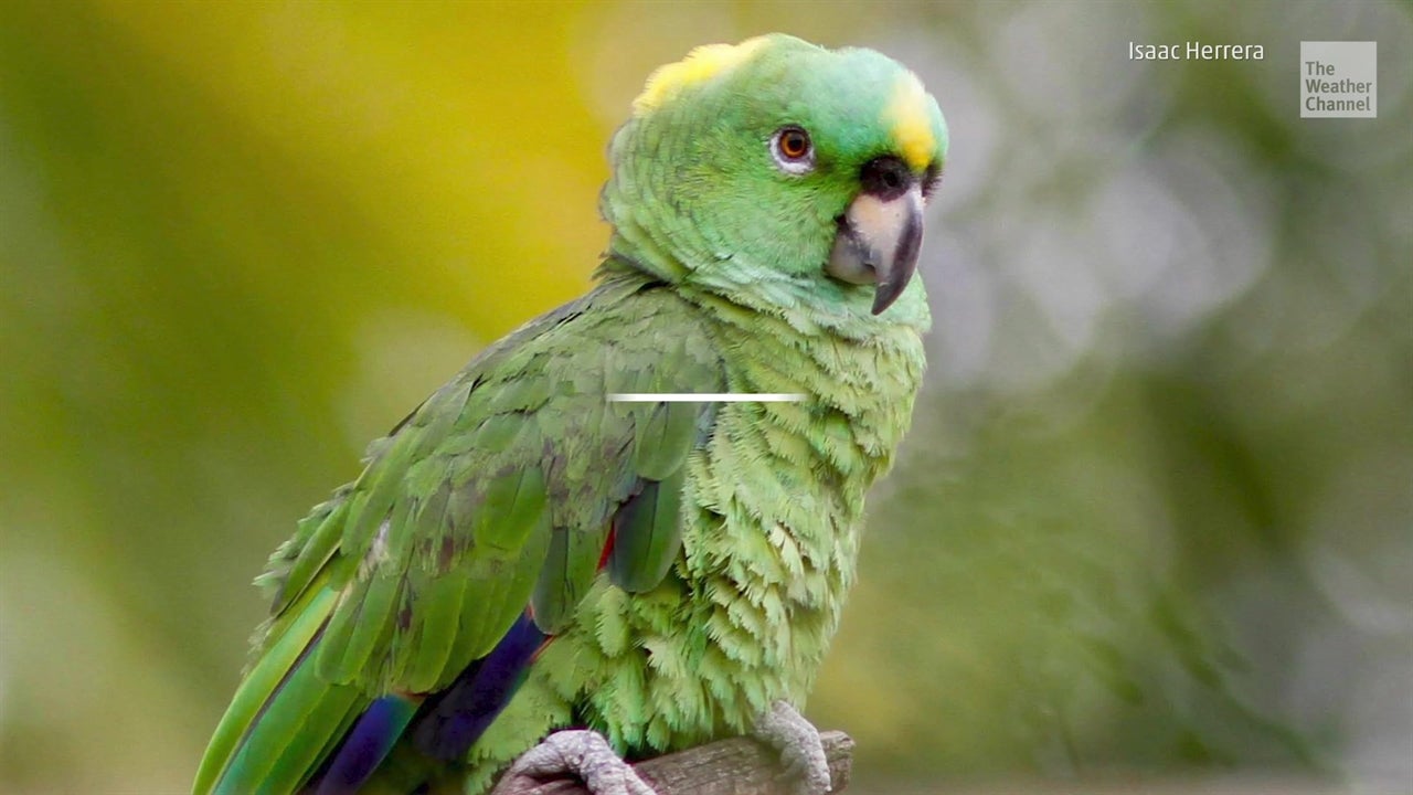 Increíble vista de loras bebés - Videos de The Weather Channel