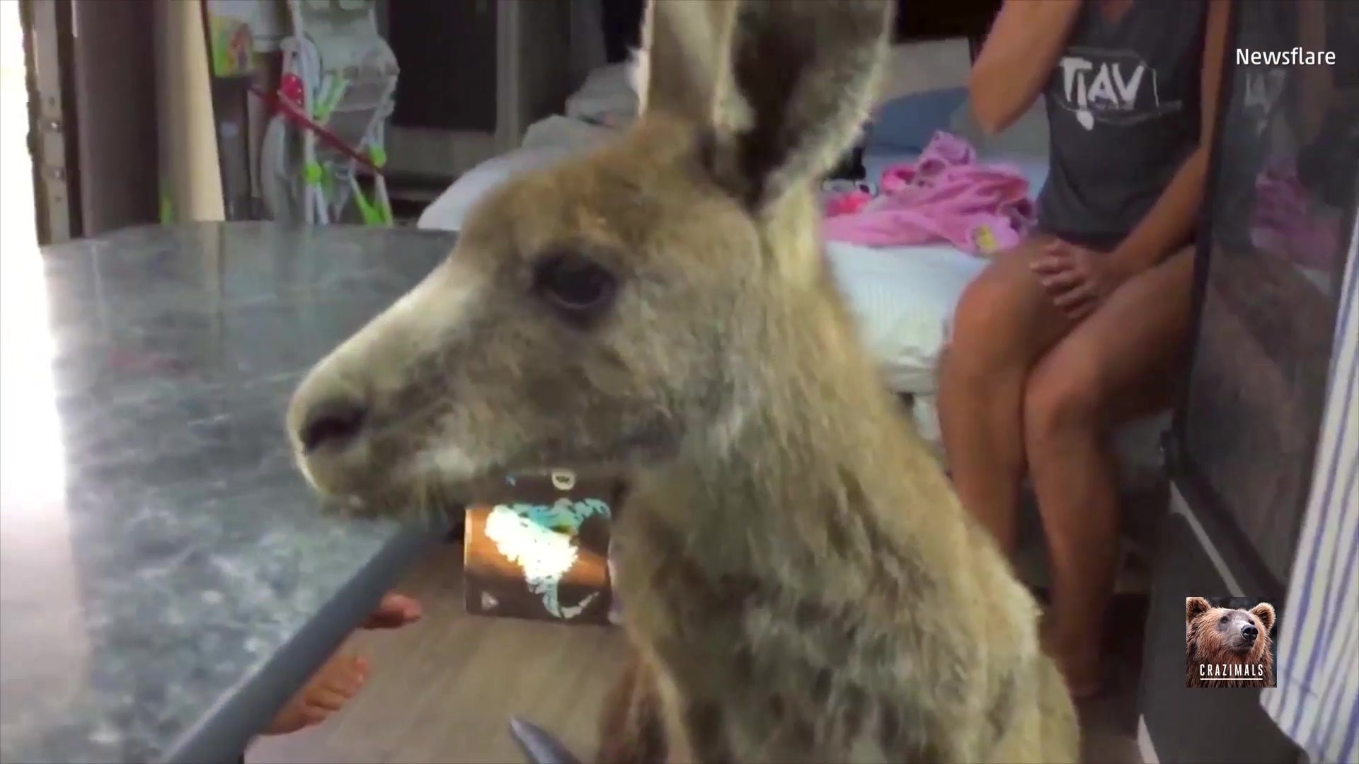 Kangaroo Joins Camping Family - Videos from The Weather Channel