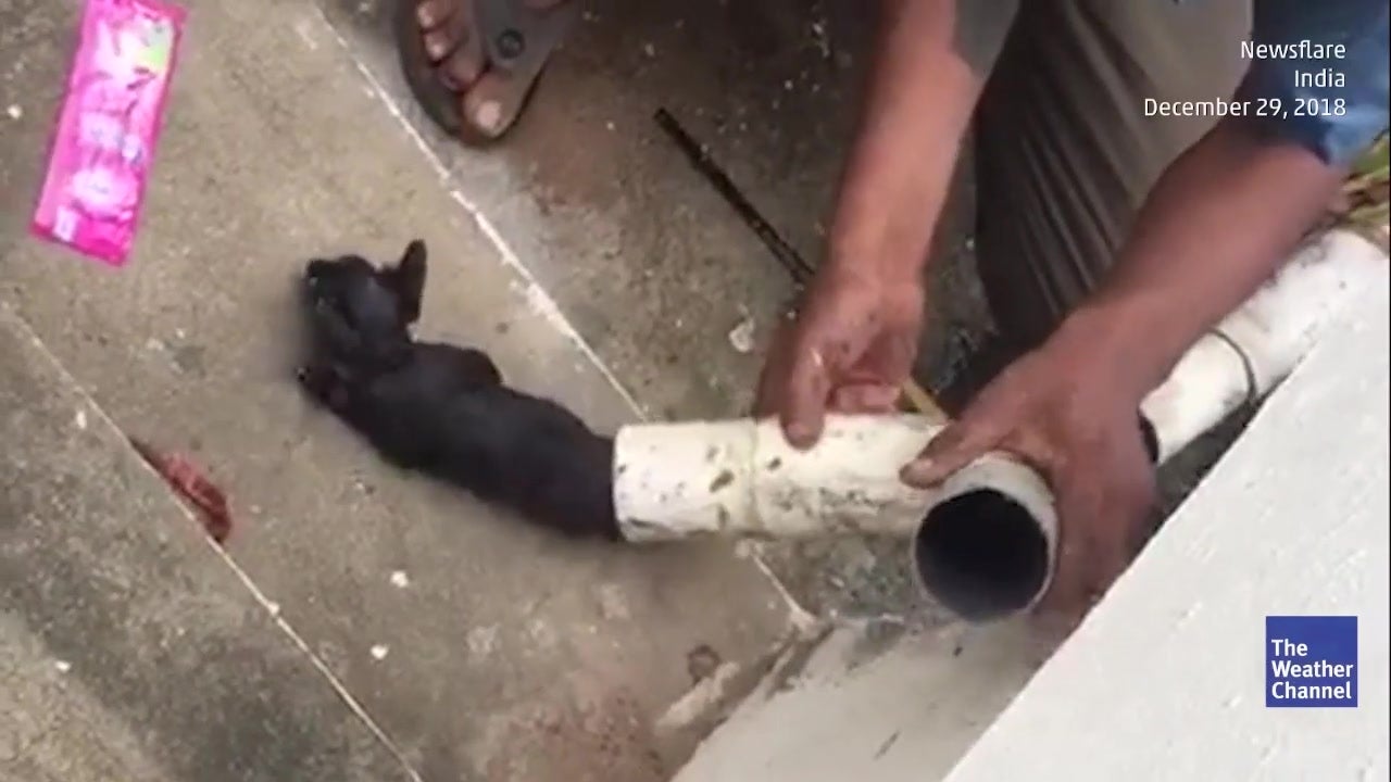 Watch Sweet Kitten Rescue - Videos from The Weather Channel