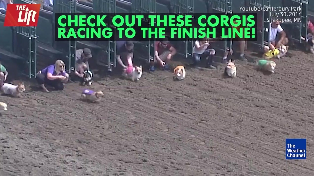 Corgi Races? Yep, Corgi Races. - Videos from The Weather Channel
