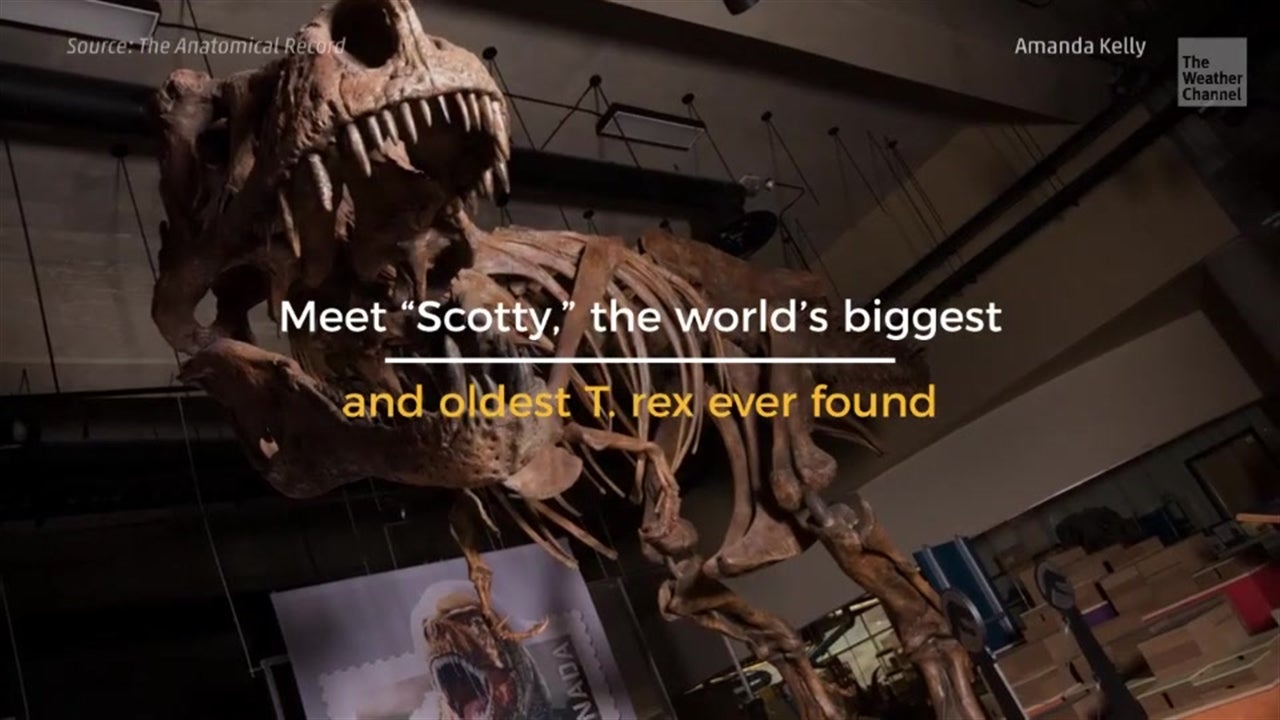 Meet the Biggest T. Rex that Ever Lived - Videos from The Weather Channel