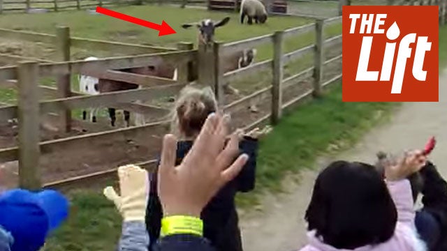 Goat's Epic Reaction to Kids' Waves - Videos from The Weather Channel