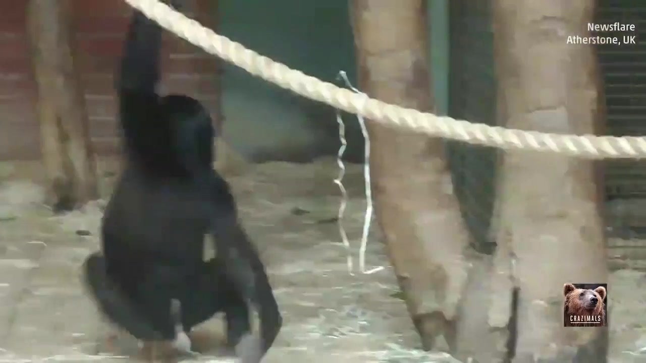 Zoo Monkey Spins Like a Tornado - Videos from The Weather Channel