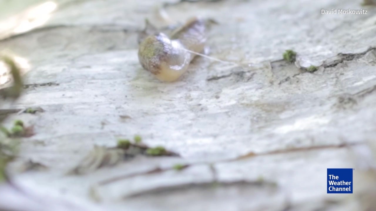 Skade's Jumping Slug Discovered in Northern Idaho - Videos from The ...