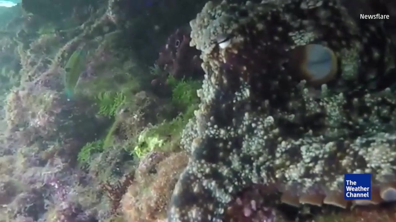Octopus Gives High 5 To Friend - Videos from The Weather Channel