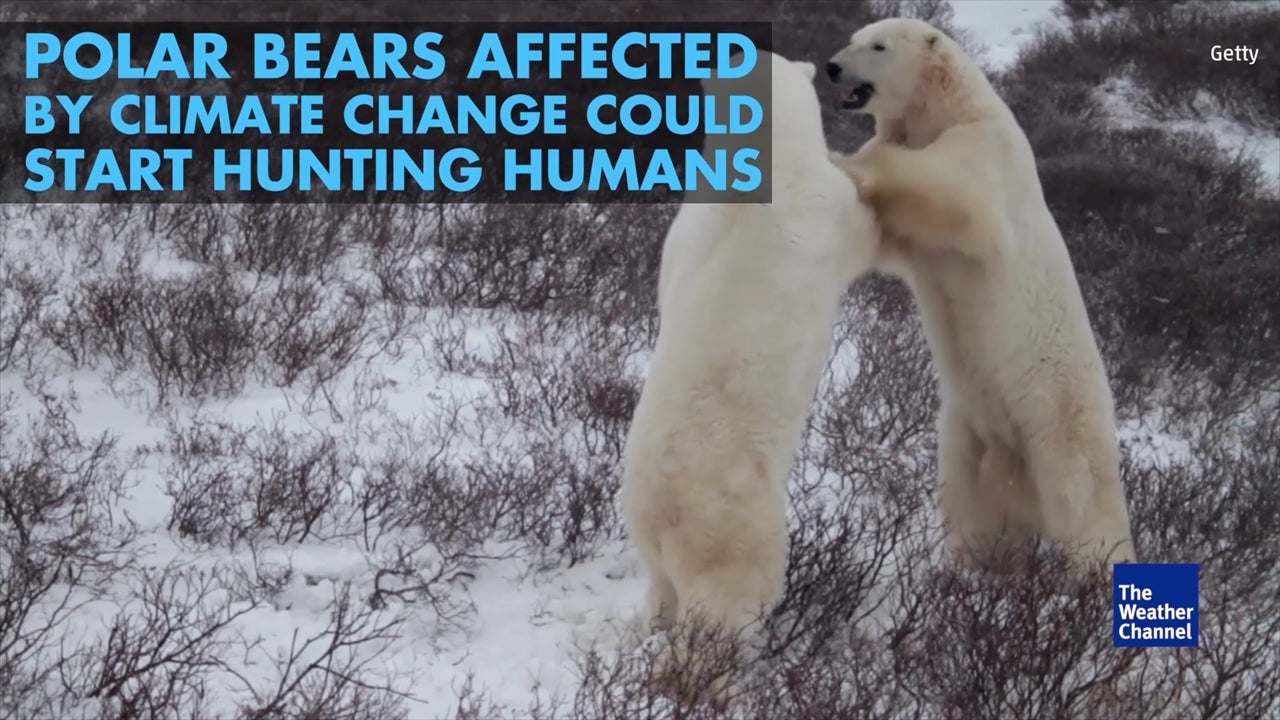 Polar bears now hunting humans? - Videos from The Weather Channel