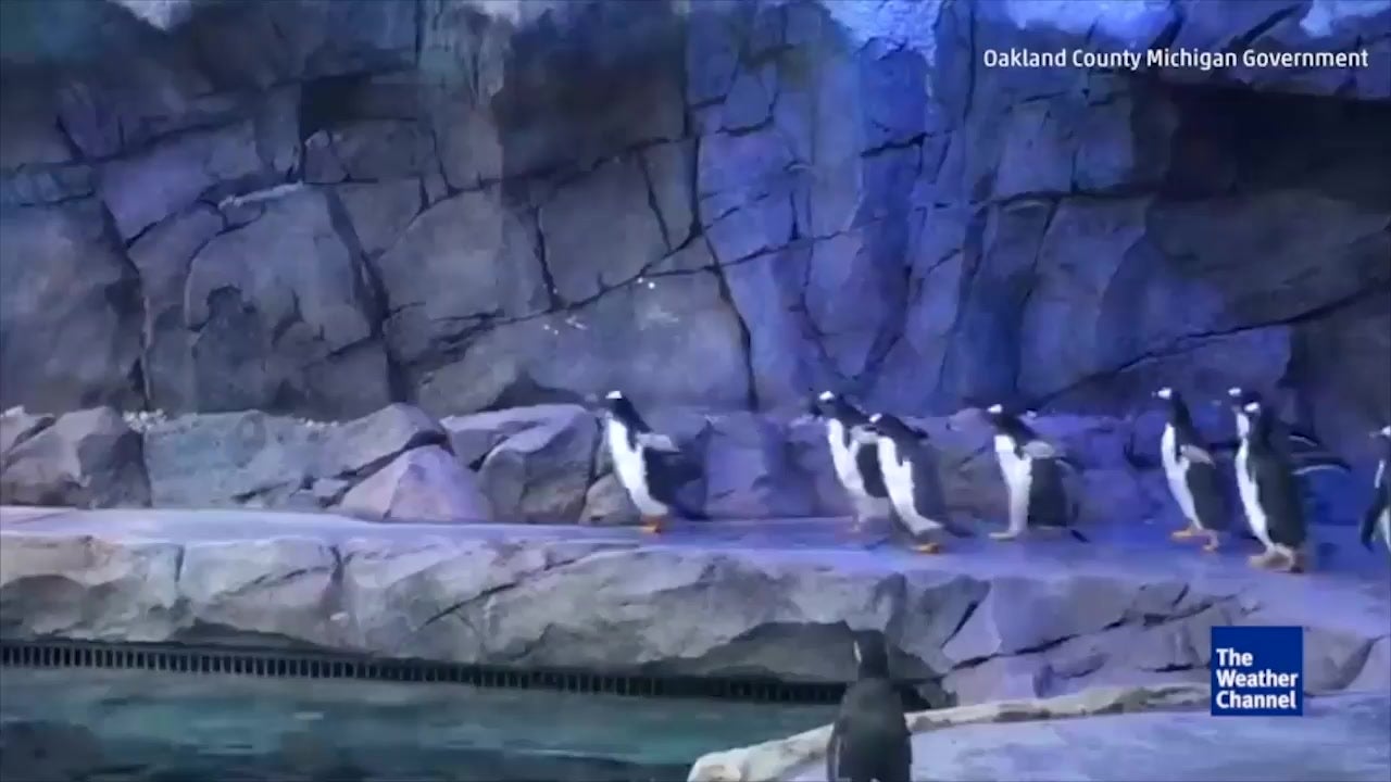 3 2 1 Penguins Show