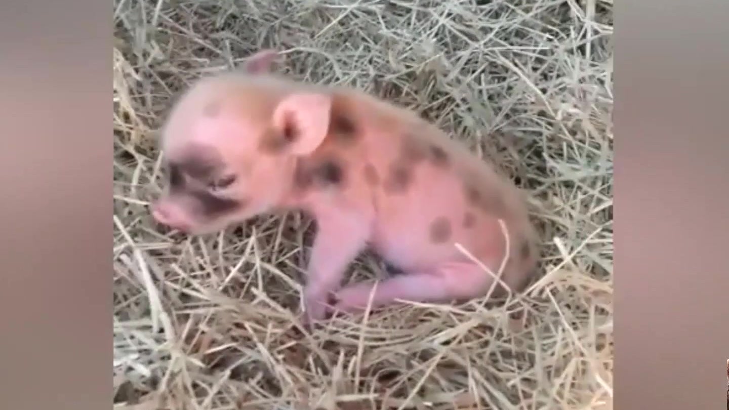 Newborn Piglet Sneezes in the Hay - Videos from The Weather Channel