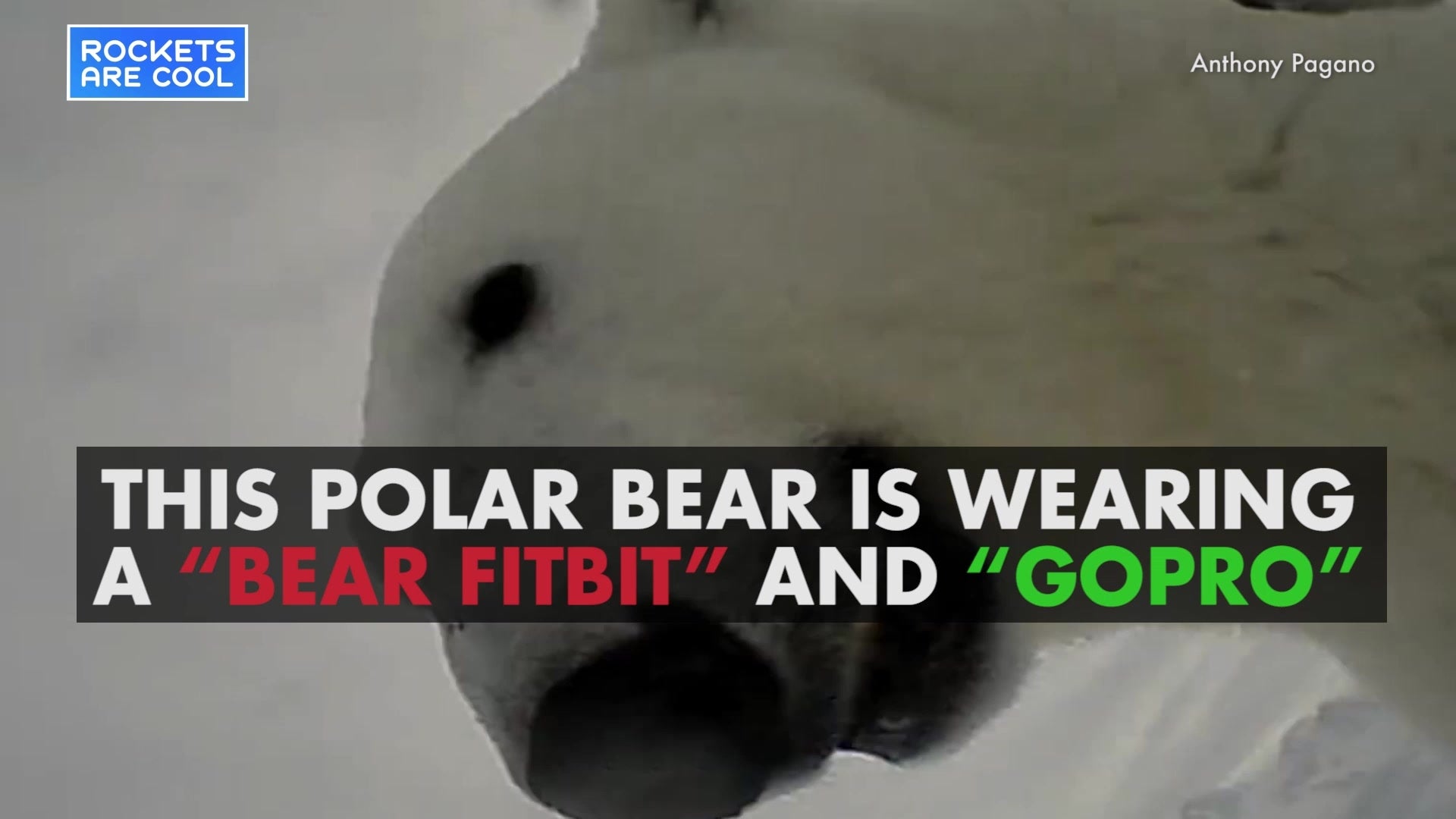 Polar Bears Show Us Their World - Videos from The Weather Channel