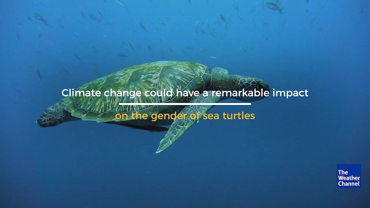 Warming's Bizarre Impact on Sea Turtles - Videos from The Weather Channel