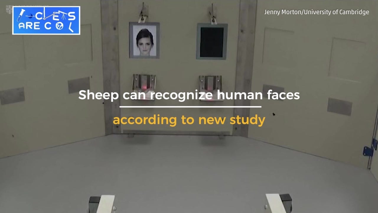 Sheep Can Recognize Human Faces - Videos from The Weather Channel