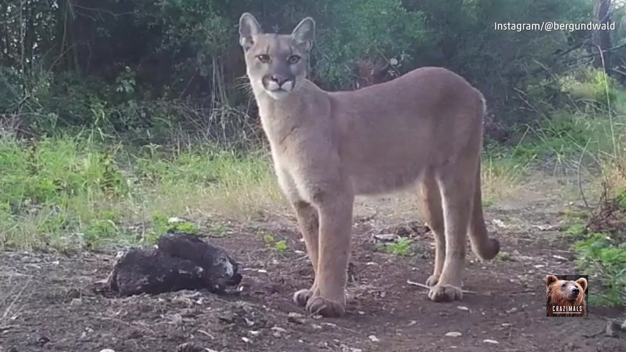 Big Cats Wander California Mountains - Videos from The Weather Channel