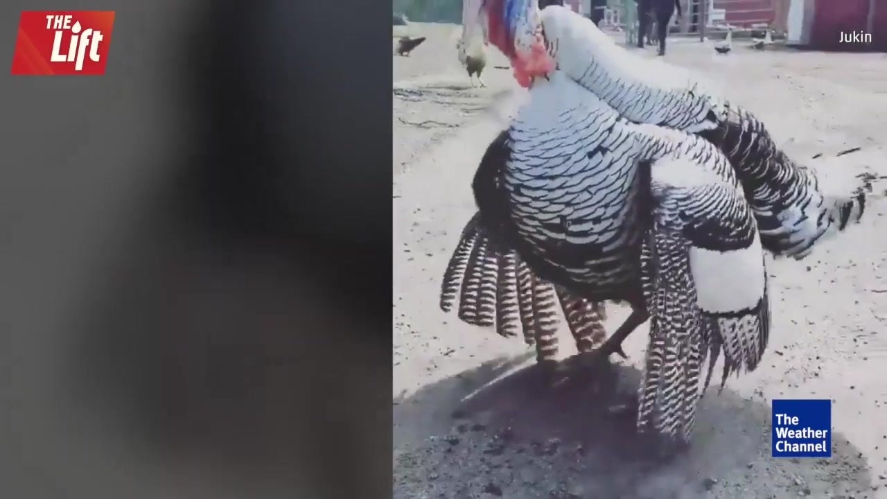 A High Steppin Turkey - Videos from The Weather Channel