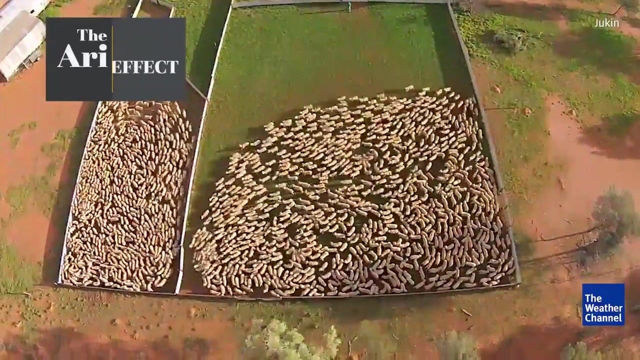 Thousands Move as One, It's Incredible - Videos from The Weather Channel