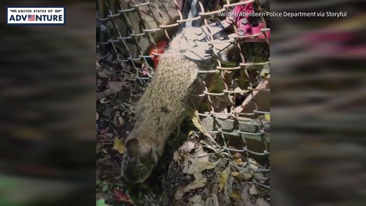 Maryland Police Rescue Rabbit Stuck in Fence - Videos from The Weather ...