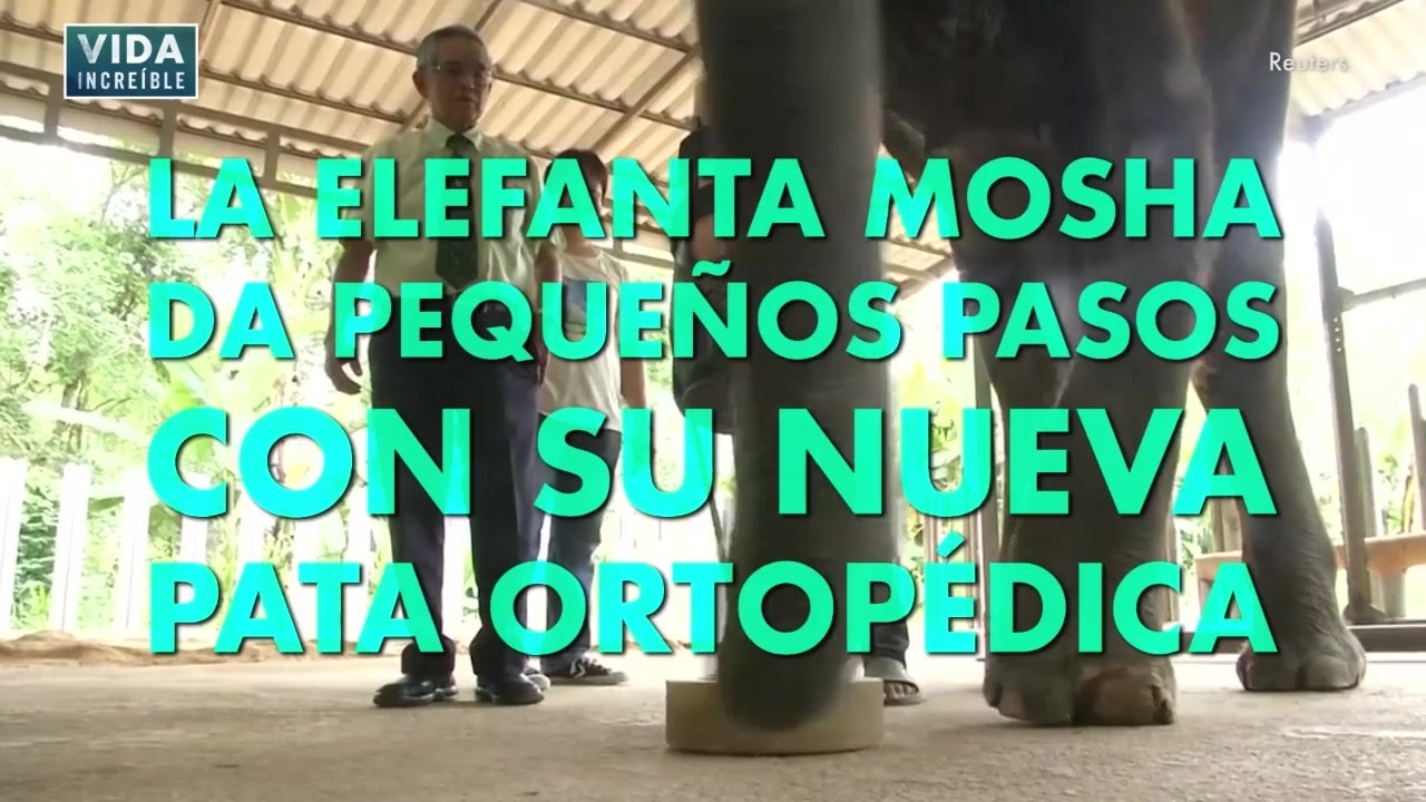 Elefanta con su nueva Pata - Videos de The Weather Channel