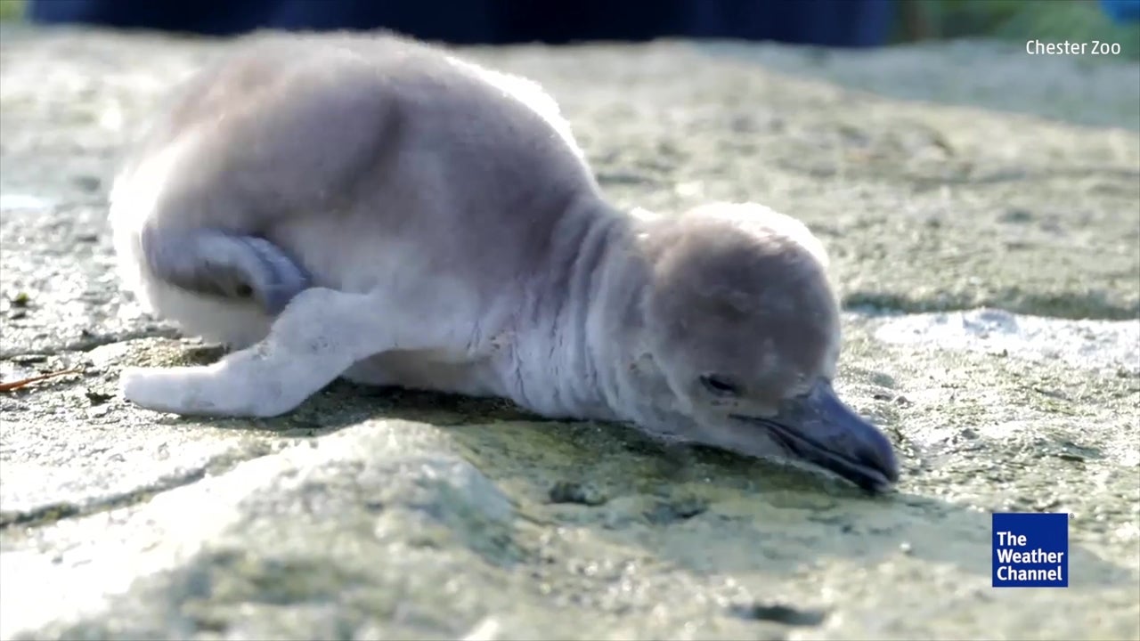 Baby Penguins Make Adorable Debut - Videos from The Weather Channel