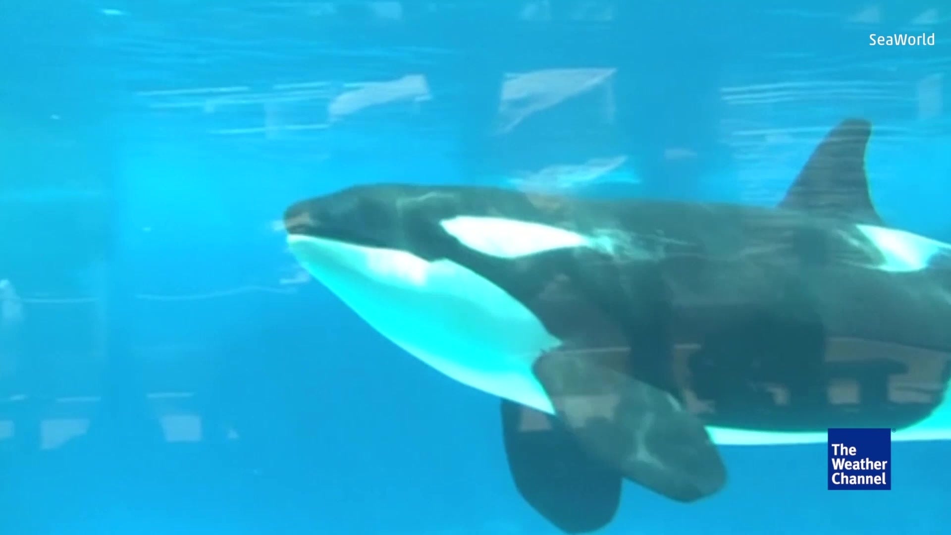 SeaWorld Ending Killer Whale Program - Videos from The Weather Channel
