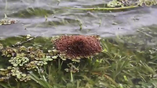 Ant ‘Raft’ Spotted After Storm - Videos from The Weather Channel