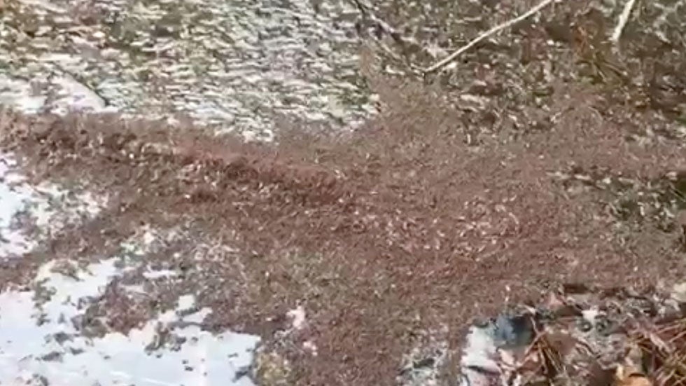 Ants Form 'Living Raft' in Floodwaters - Videos from The Weather Channel