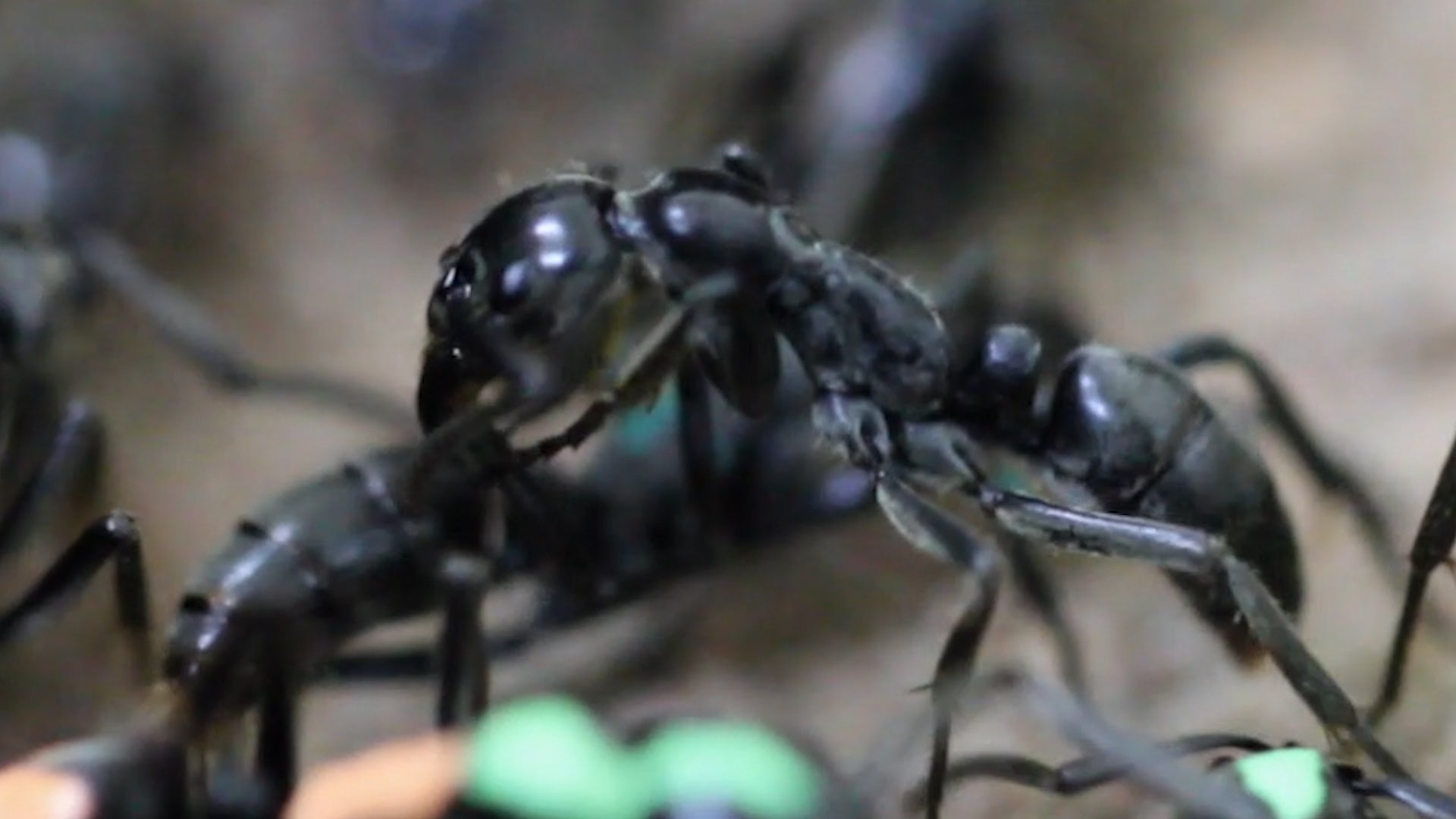 ‘Paramedic’ Ants Seen Cleaning Wounds - Videos from The Weather Channel