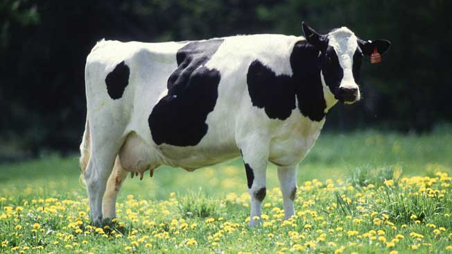 Farty Cows in Need of a Solution - Videos from The Weather Channel