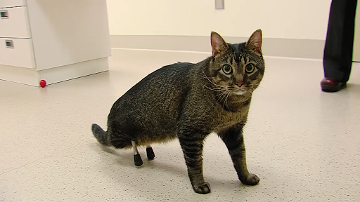 Vincent the Cat Gets Bionic Paws - Videos from The Weather Channel
