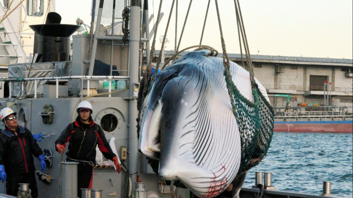 Droht blutige Renaissance der Waljagd? Japan will Fangverbot kippen ...