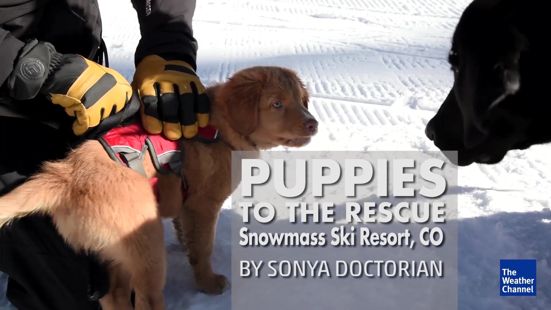 Puppies to the Rescue - Videos from The Weather Channel