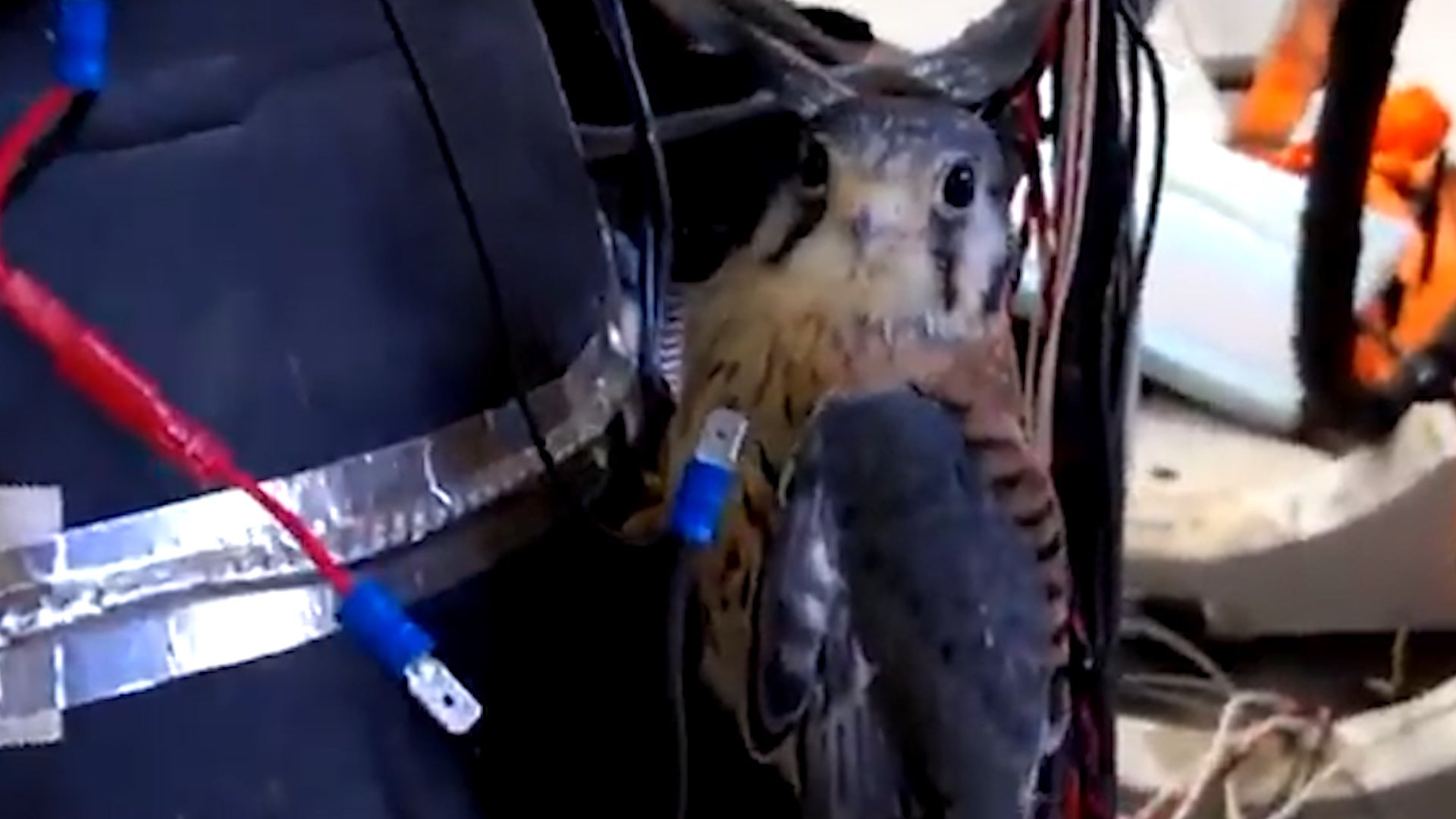 Confused Baby Falcon Rescued from Inside Telescope - Videos from The ...