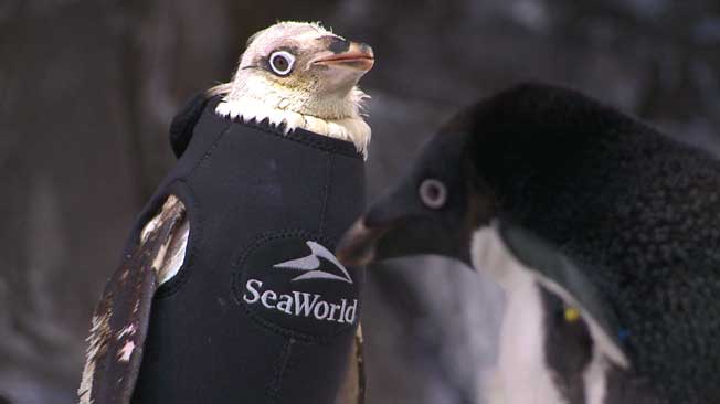 Wetsuit Was Custom Made for Penguin - Videos from The Weather Channel