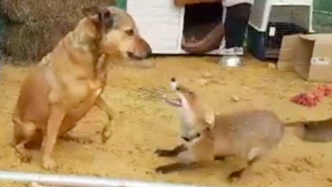 Dog is NOT Amused by this Fox - Videos from The Weather Channel