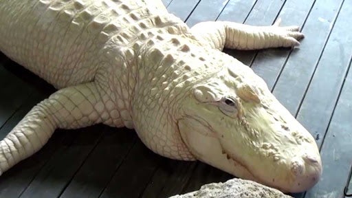 Check Out These White Alligators - Videos from The Weather Channel