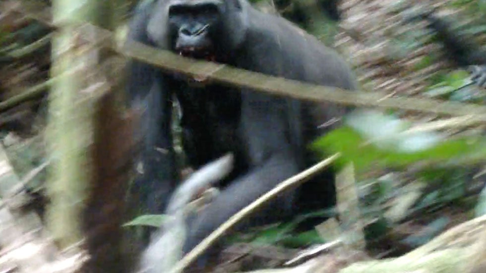 Gorilla Charges Man and It’s Intense - Videos from The Weather Channel